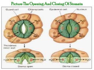 Movement in plants | PPTX