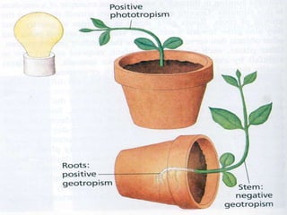 Geotropism In Plants