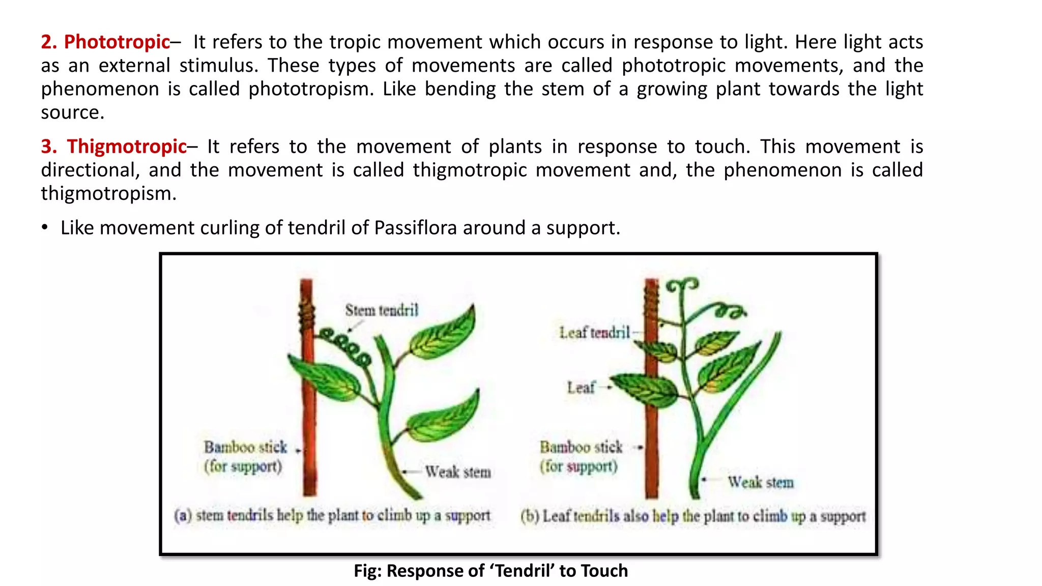 Movement in plants | PPTX