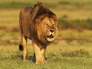 Movement of animals | PPTX