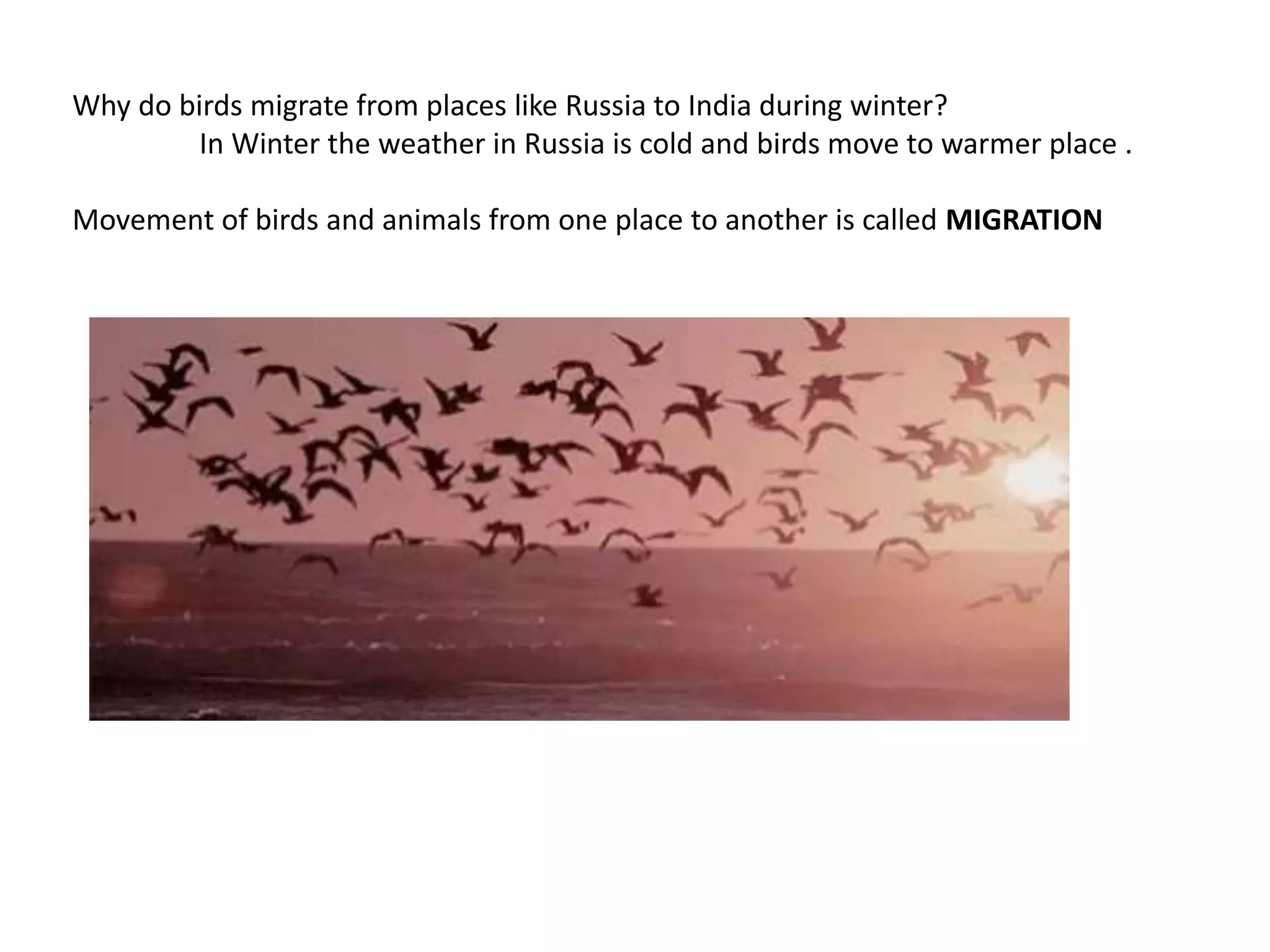 Movement of animals | PPTX