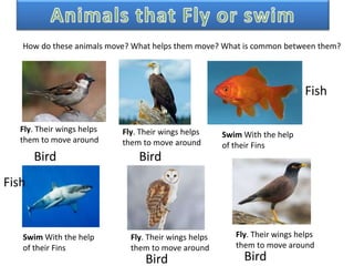 Movement of animals | PPTX