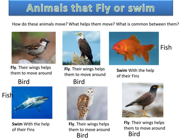 Movement of animals | PPTX