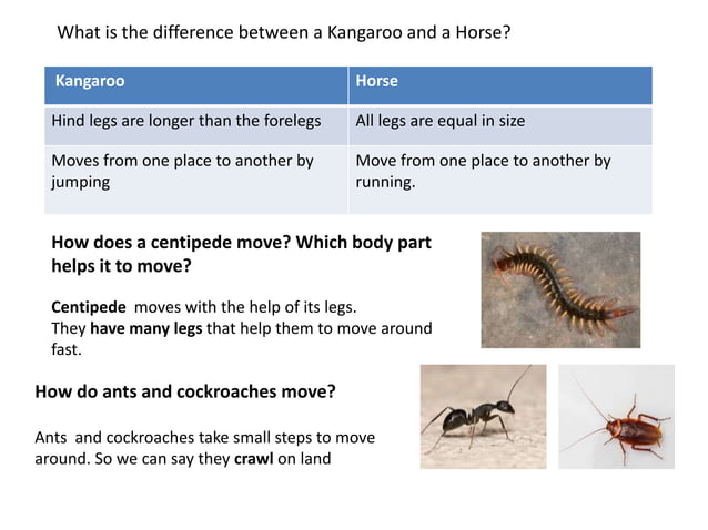 Movement of animals | PPTX