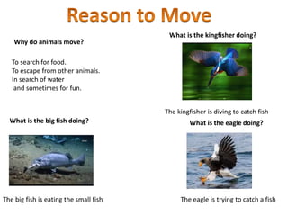 Movement of animals | PPTX