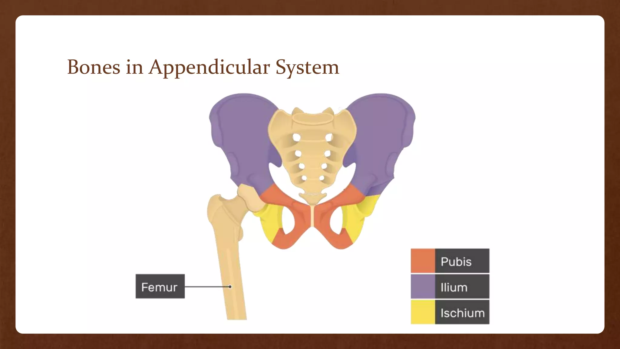 MOVEMENT OF BONES OF AXIAL AND APPENDICULAR SYSTEM.pptx