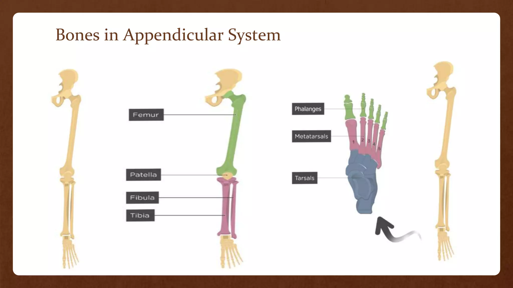 Movement Of Bones Of Axial And Appendicular System Pptx