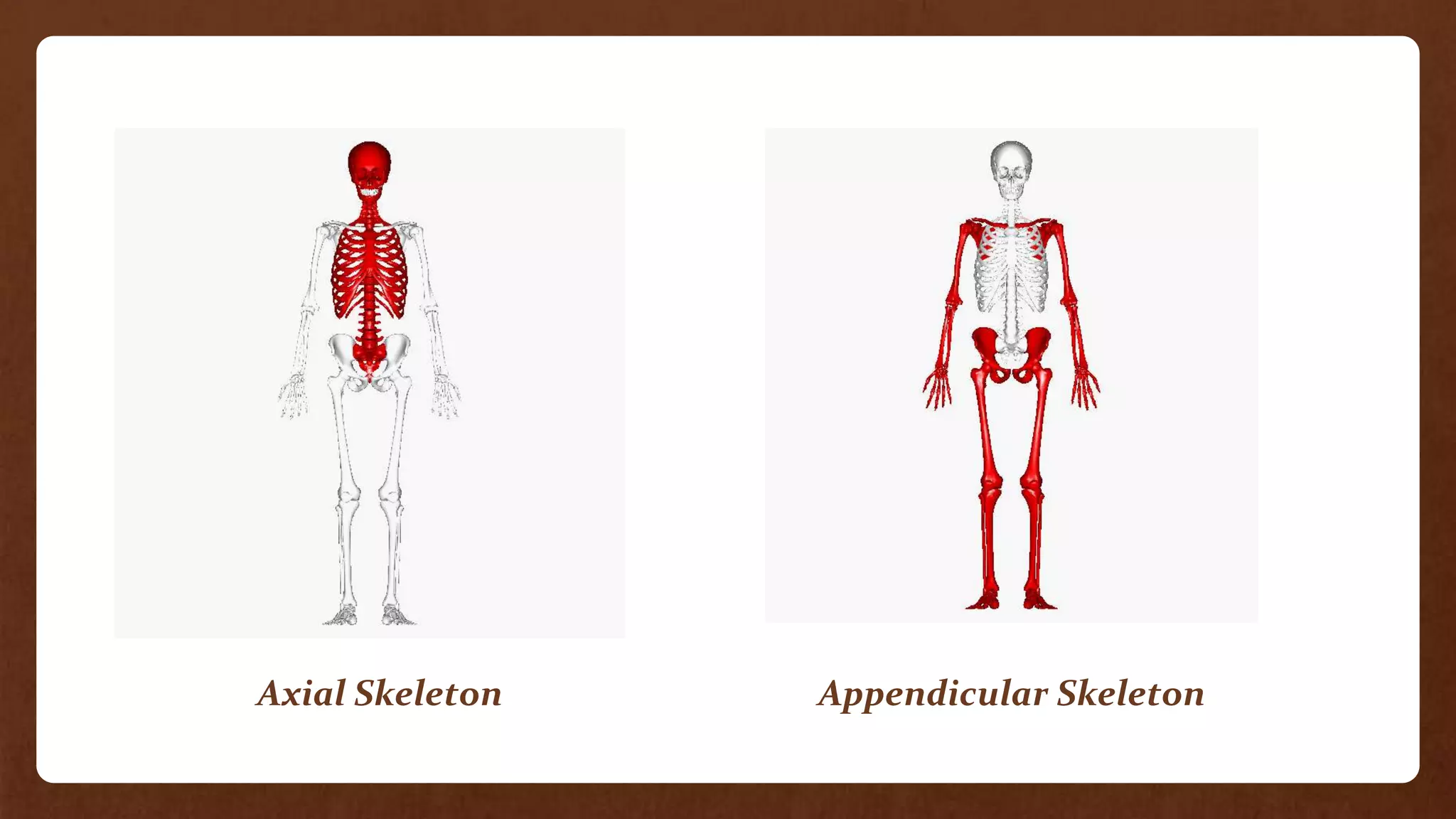 MOVEMENT OF BONES OF AXIAL AND APPENDICULAR SYSTEM.pptx