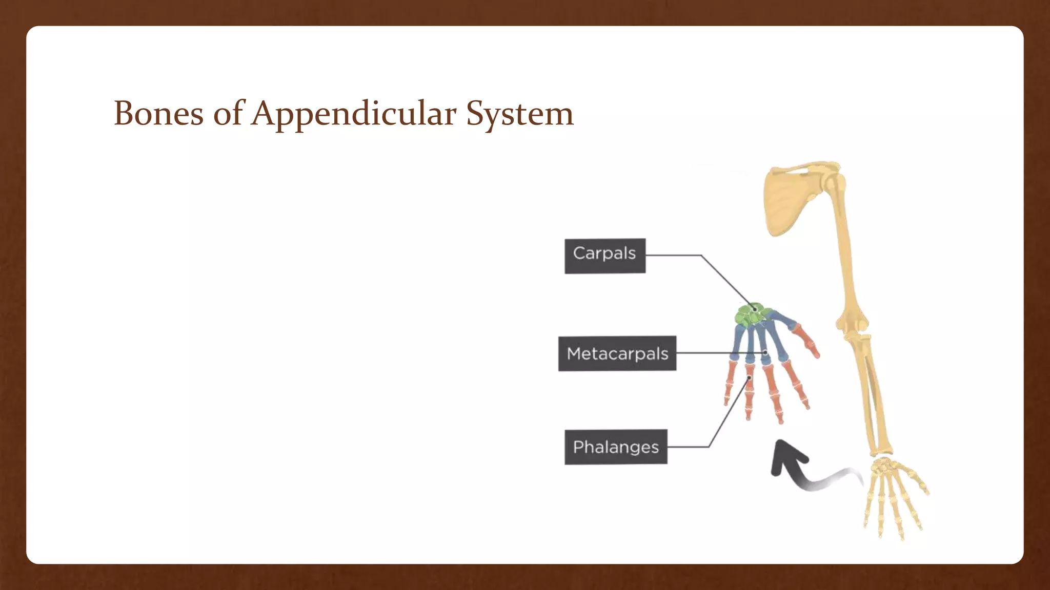MOVEMENT OF BONES OF AXIAL AND APPENDICULAR SYSTEM.pptx
