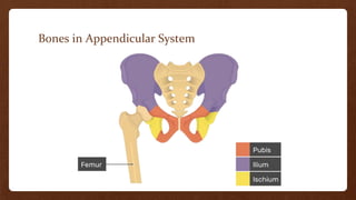 MOVEMENT OF BONES OF AXIAL AND APPENDICULAR SYSTEM.pptx