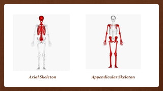 MOVEMENT OF BONES OF AXIAL AND APPENDICULAR SYSTEM.pptx
