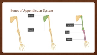 MOVEMENT OF BONES OF AXIAL AND APPENDICULAR SYSTEM.pptx