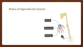 MOVEMENT OF BONES OF AXIAL AND APPENDICULAR SYSTEM.pptx