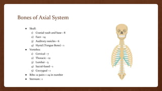 Axial And Appendicular Bones