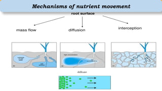 Movement of nutrients in soil or nutrient transformation in soil.pptx