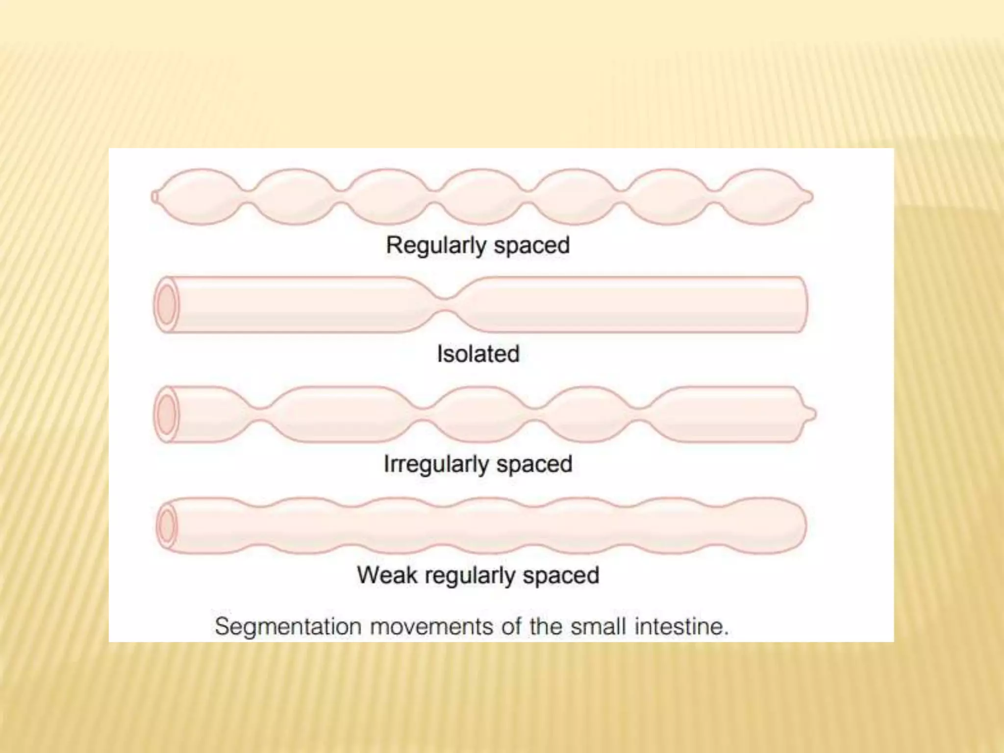 MOVEMENT OF SMALL INTESTINE.pptx