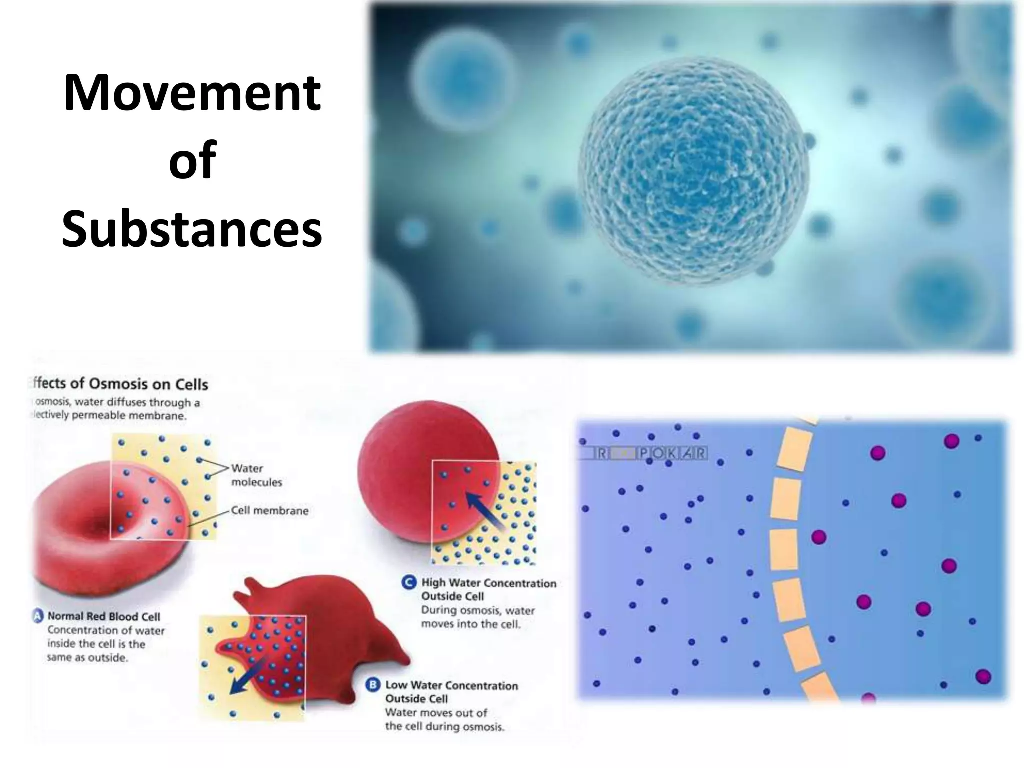 Movement of substances | PPTX