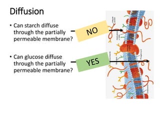 Movement of substances | PPTX