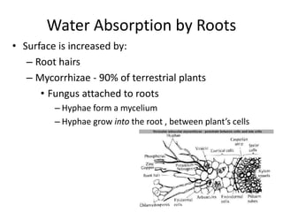 Movement of water at the tissue | PPTX