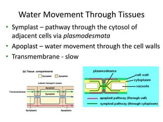 Movement of water at the tissue | PPTX