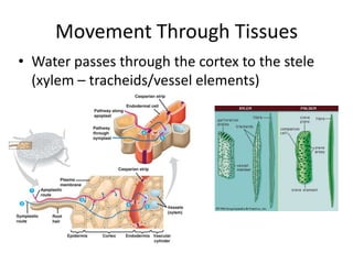 Movement of water at the tissue | PPTX