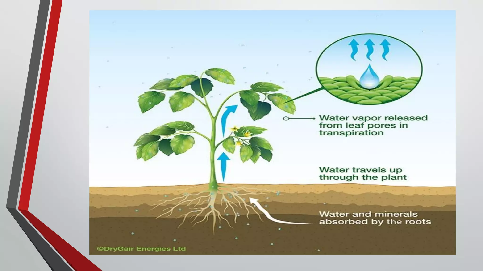Movement of water in plant | PDF