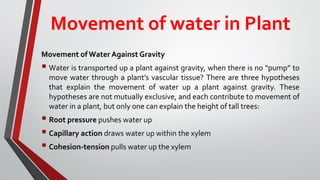 Movement of water in plant | PDF