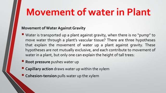 Movement of water in plant | PDF