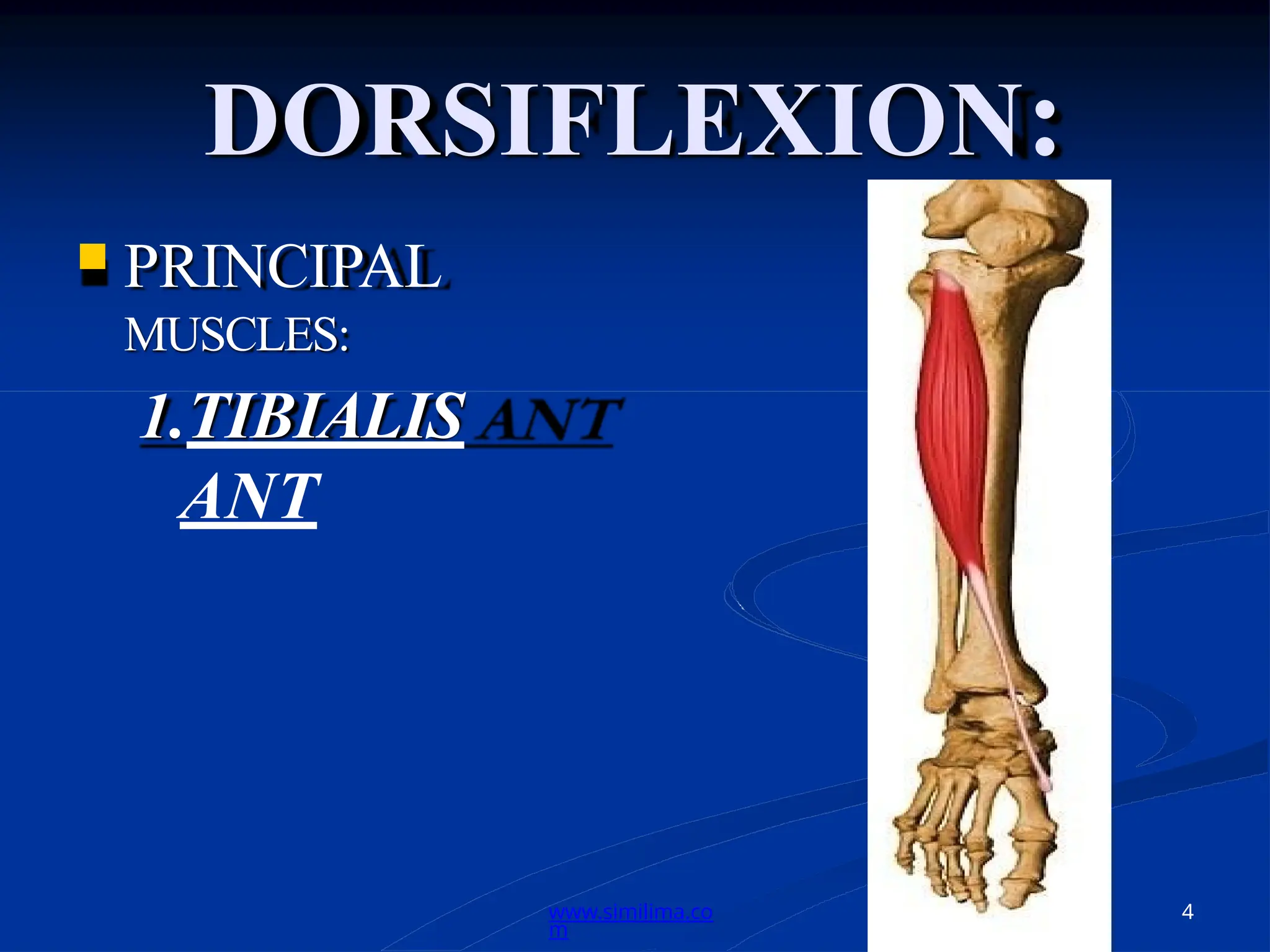 Details - of - movements-ankle-joint.pptx