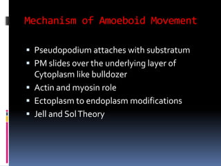 Movements/Locomotion in Protists and animals by Saghir Ahmad | PPTX