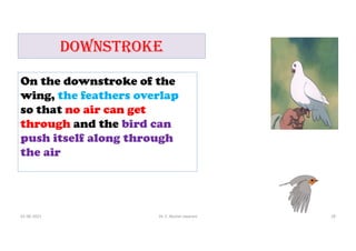 Movements in birds | PDF