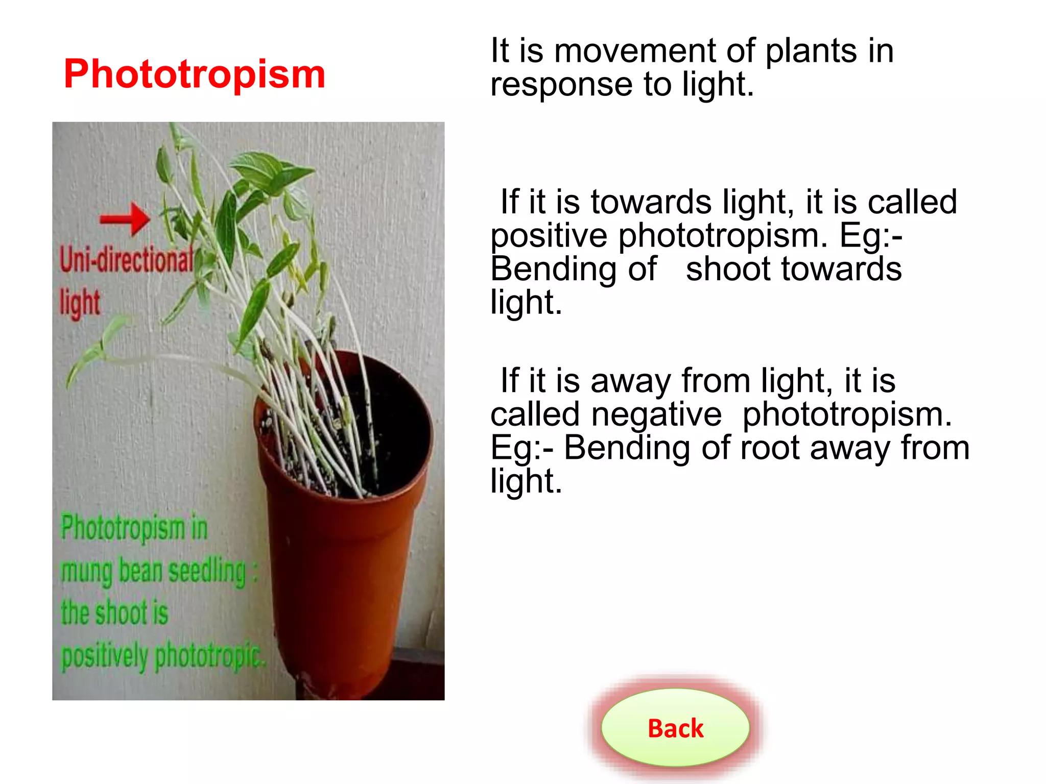 Movements in plants | PPTX