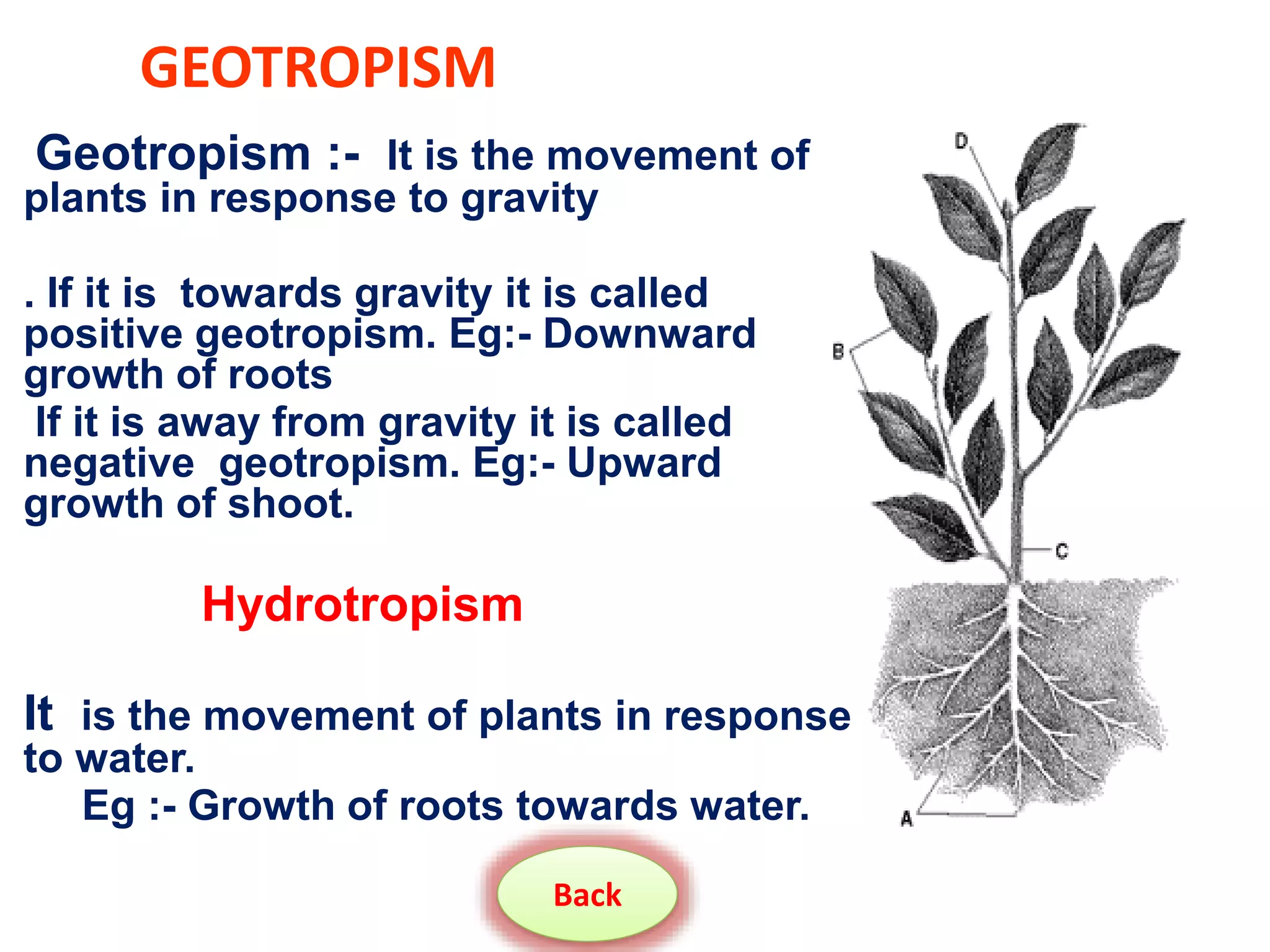 Movements in plants | PPTX