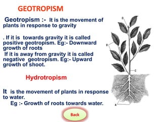 Movements in plants | PPTX
