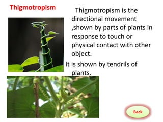 Movements in plants | PPTX