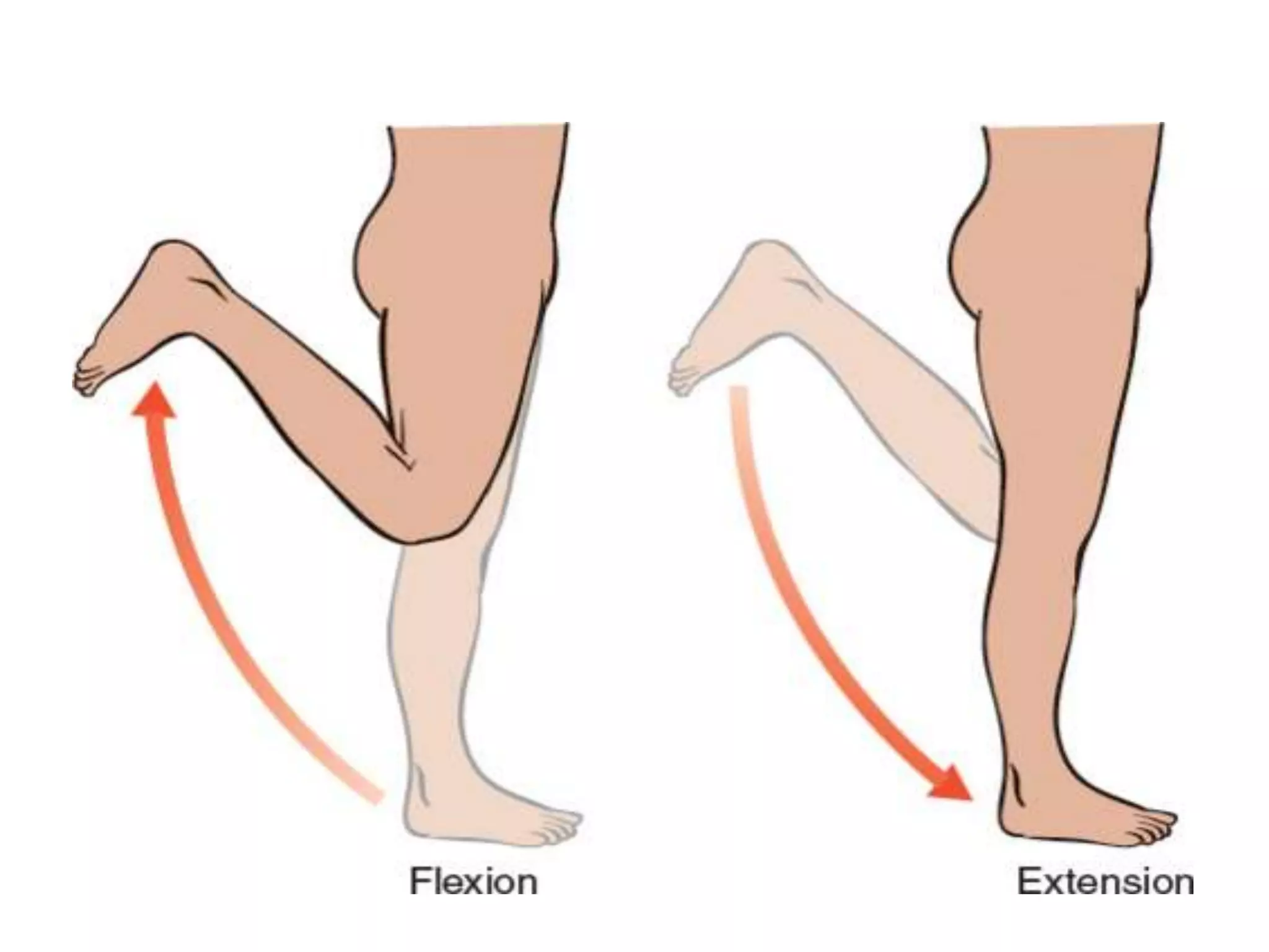 MOVEMENTS, MUSCLES and ROM of all upper and lower limb joints movements ...