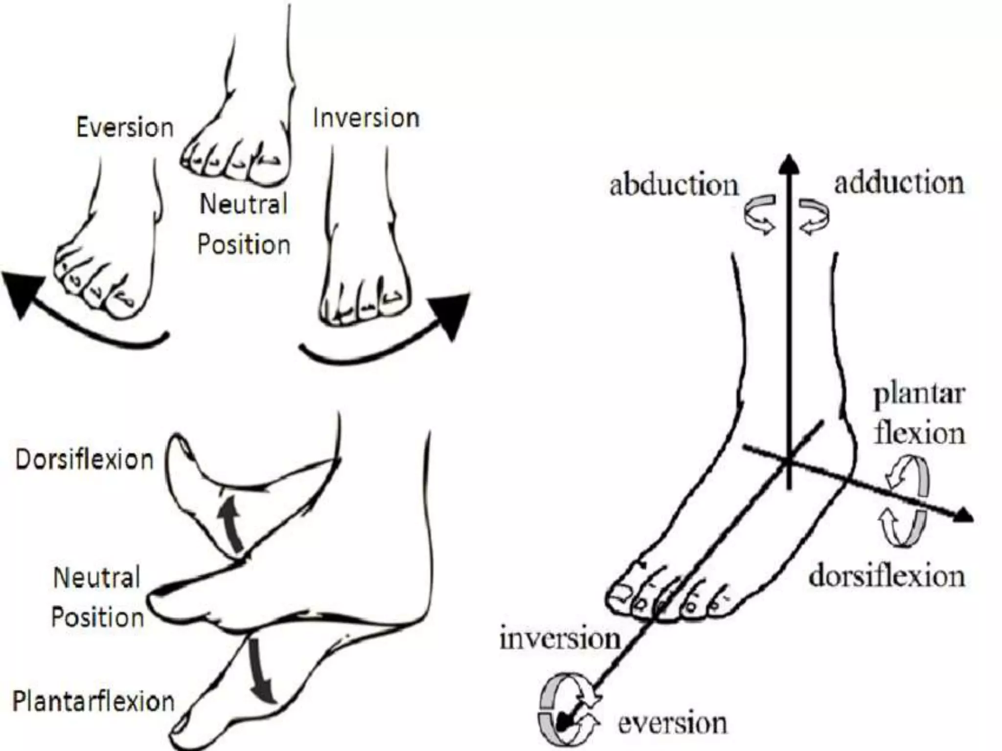 MOVEMENTS, MUSCLES and ROM of all upper and lower limb joints movements ...