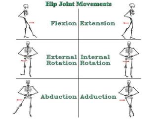 MOVEMENTS, MUSCLES and ROM of all upper and lower limb joints movements ...