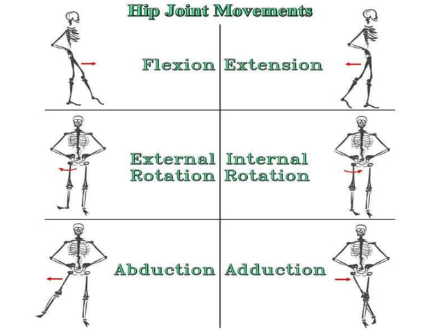 MOVEMENTS, MUSCLES and ROM of all upper and lower limb joints movements ...