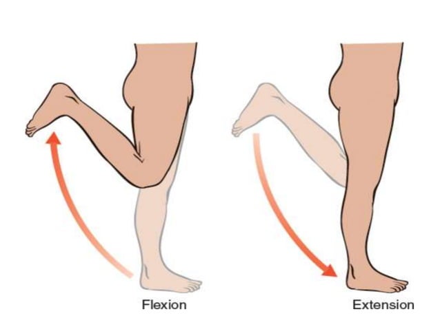MOVEMENTS, MUSCLES and ROM of all upper and lower limb joints movements ...