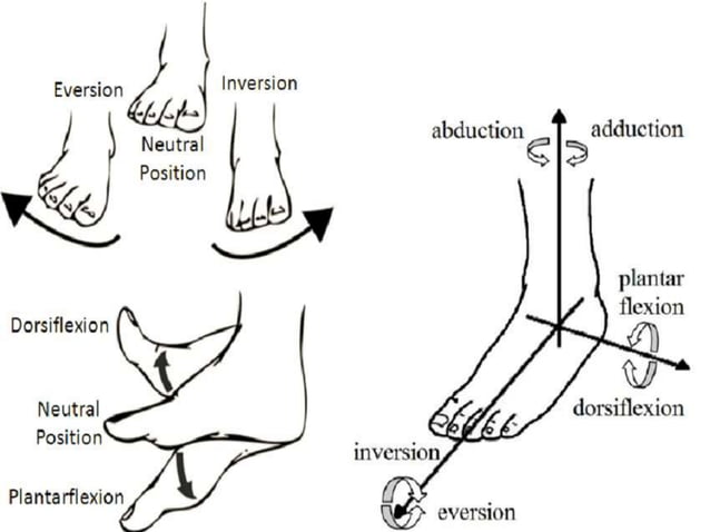 MOVEMENTS, MUSCLES and ROM of all upper and lower limb joints movements ...