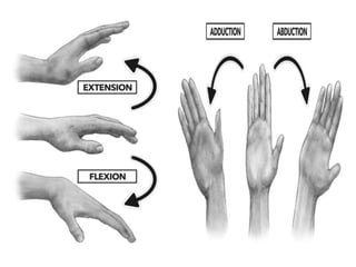 MOVEMENTS, MUSCLES and ROM of all upper and lower limb joints movements ...