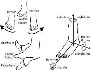 MOVEMENTS, MUSCLES and ROM of all upper and lower limb joints movements ...