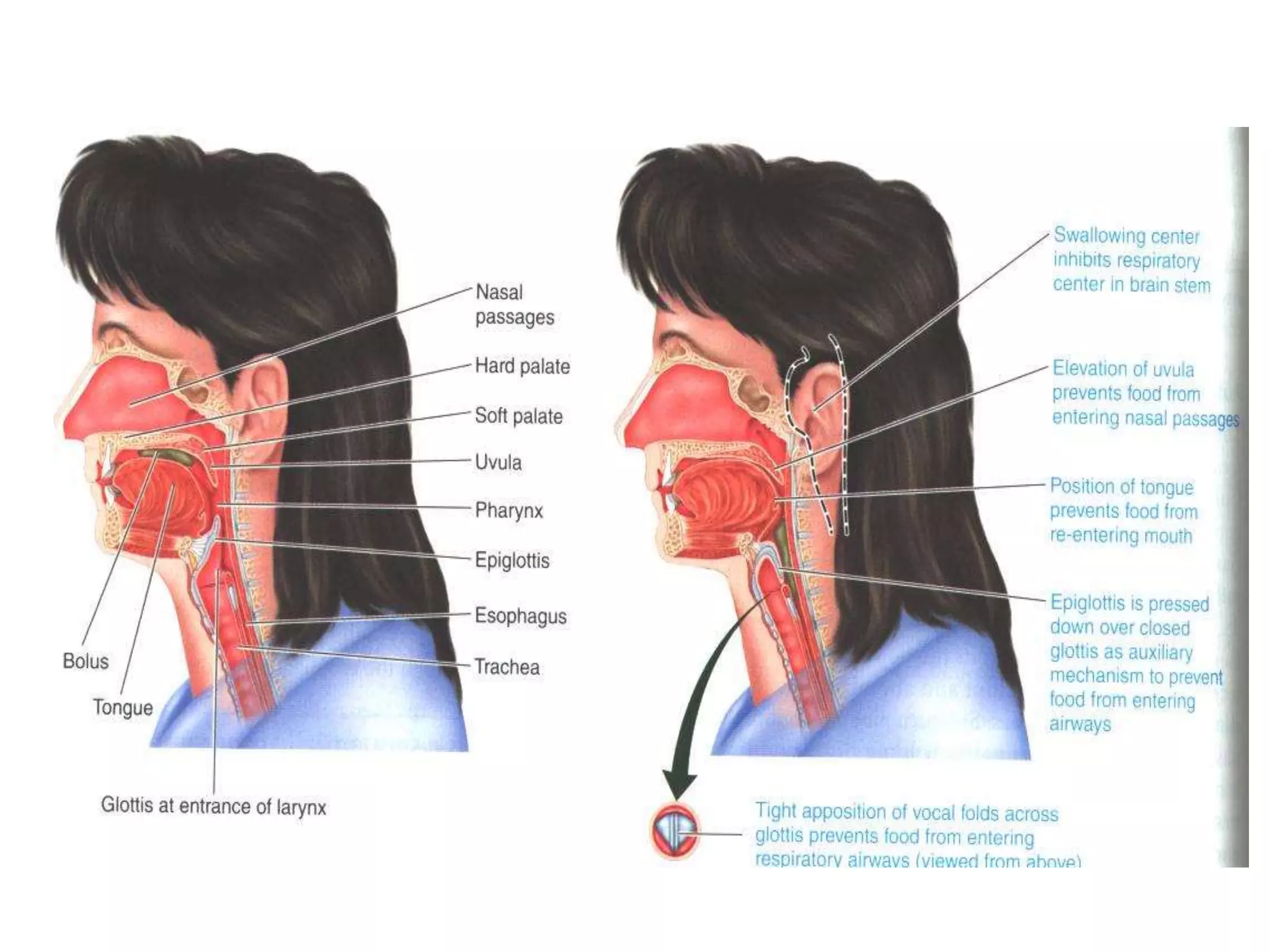 Movements of Gastrointestinal tract 21.12.2019 copy.pptx