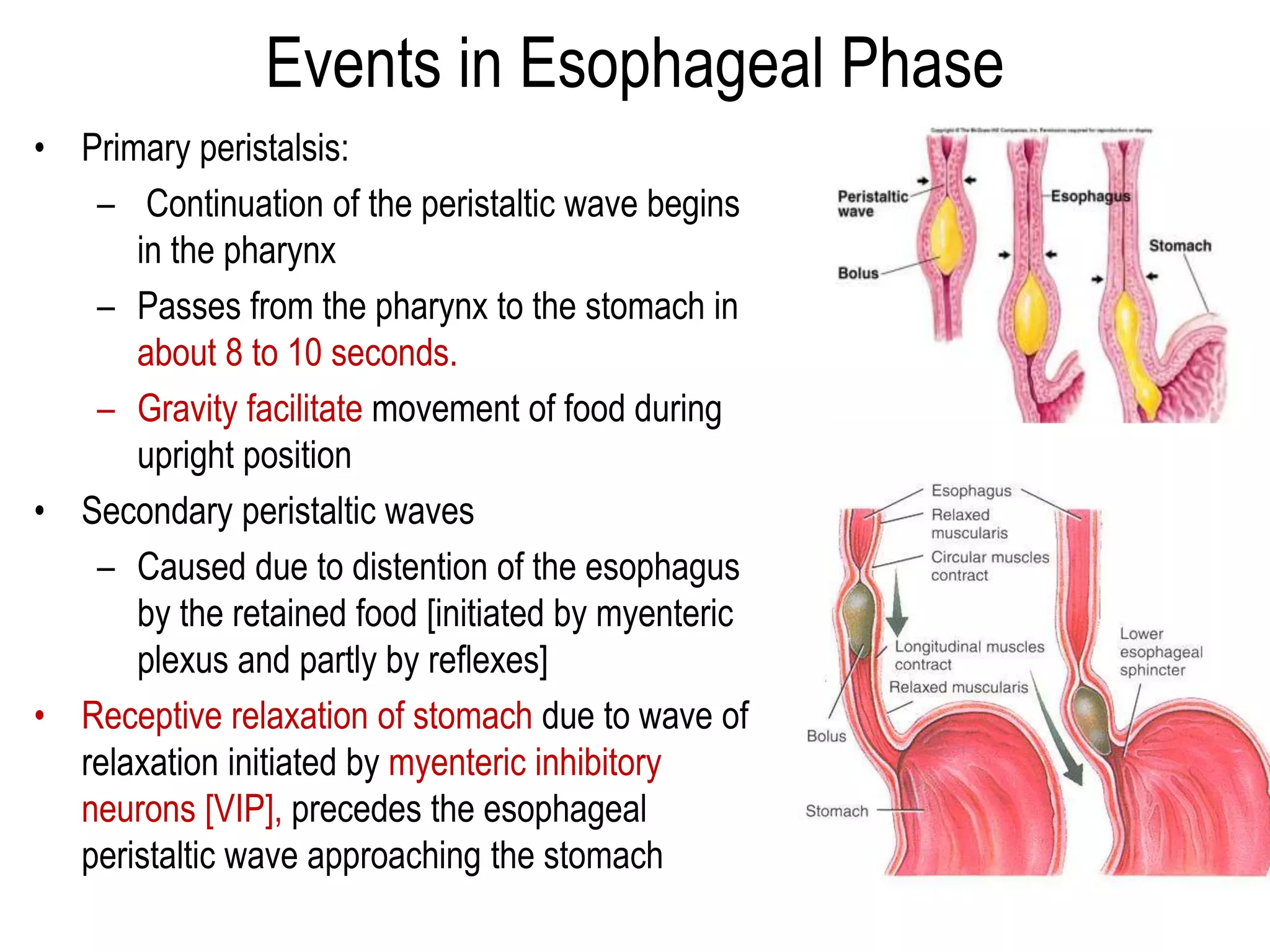 Movements of Gastrointestinal tract 21.12.2019 copy.pptx