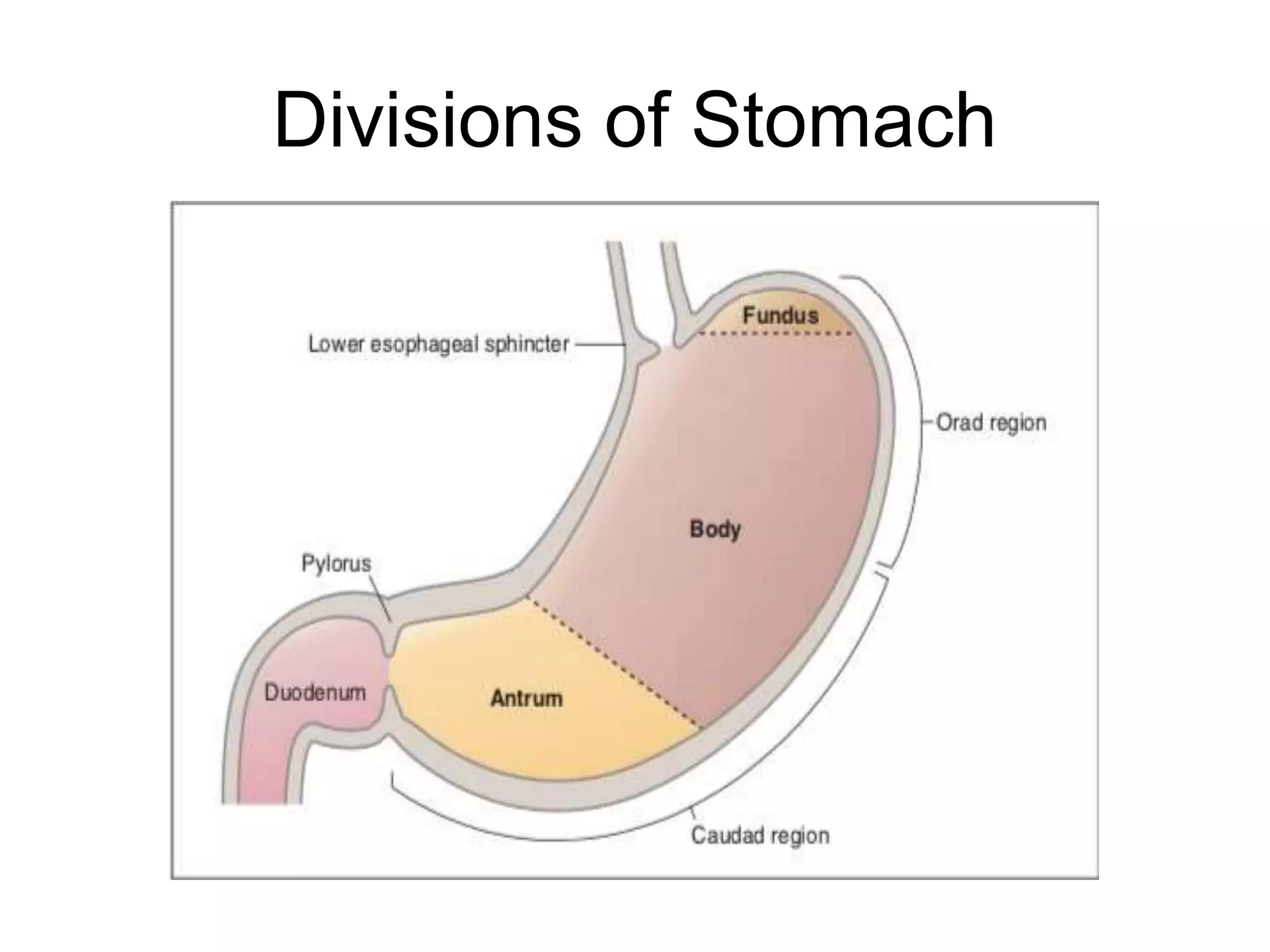 Movements of Gastrointestinal tract 21.12.2019 copy.pptx