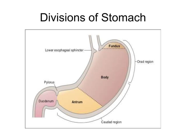 Movements of Gastrointestinal tract 21.12.2019 copy.pptx | Digestive ...