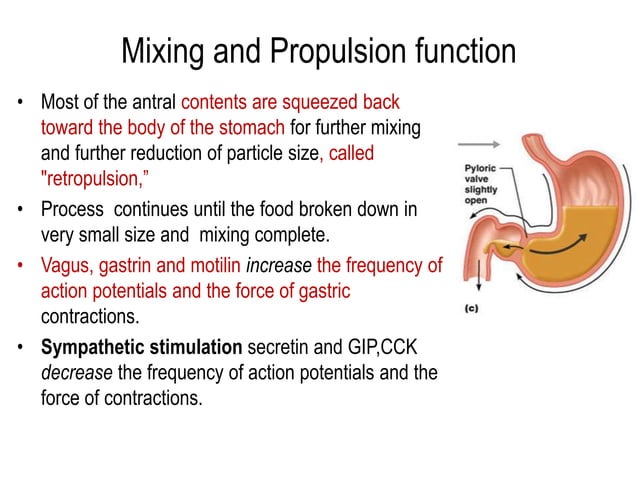 Movements of Gastrointestinal tract 21.12.2019 copy.pptx | Digestive ...