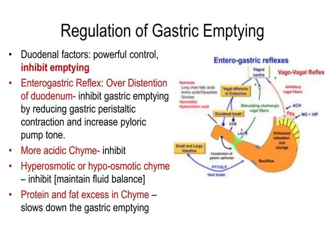 Movements of Gastrointestinal tract 21.12.2019 copy.pptx | Digestive ...