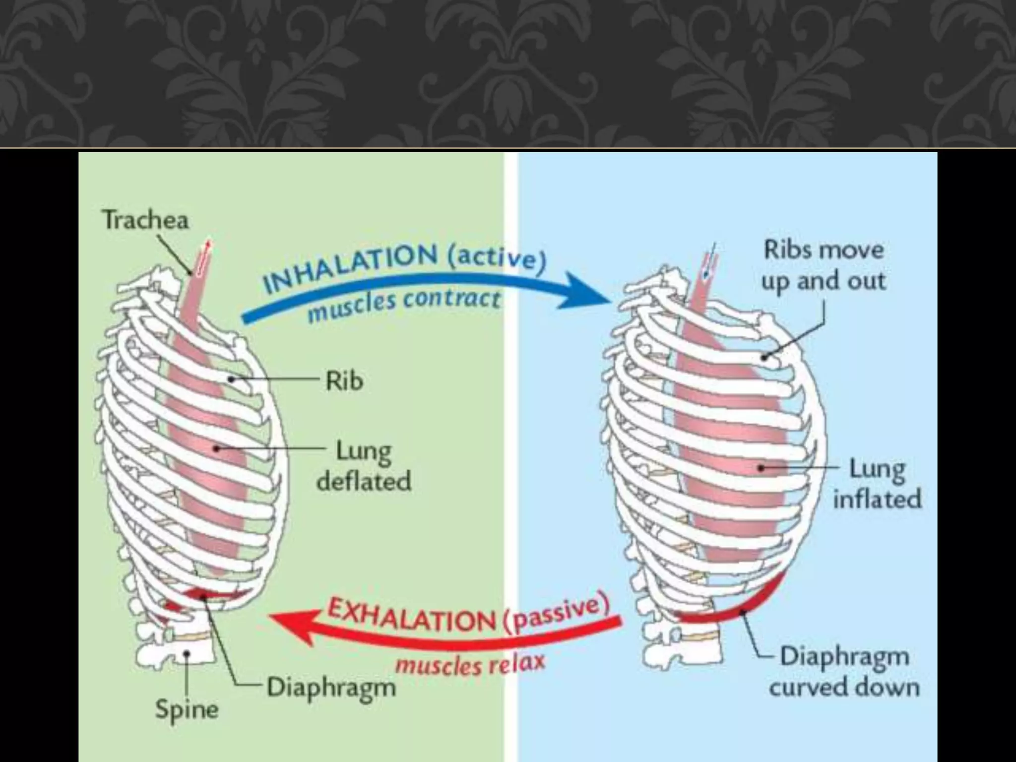 Movements of thoracic wall | PPTX